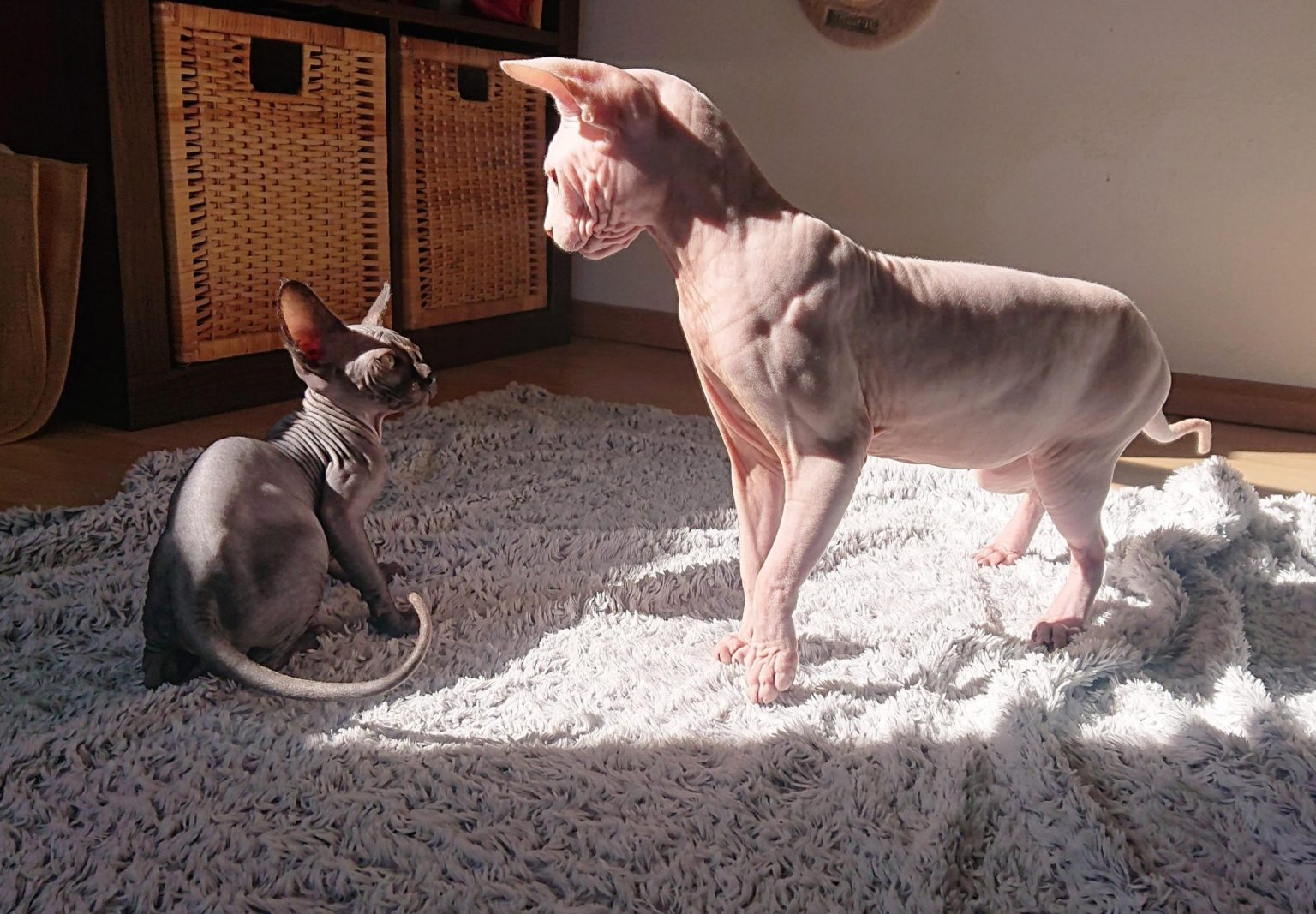 Die Canadian Sphynx Katze - Luxury 💎 Shadows